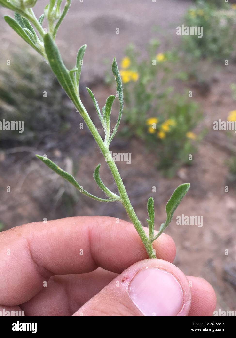 woolly paperflower (Psilostrophe tagetina) Plantae Stock Photo - Alamy