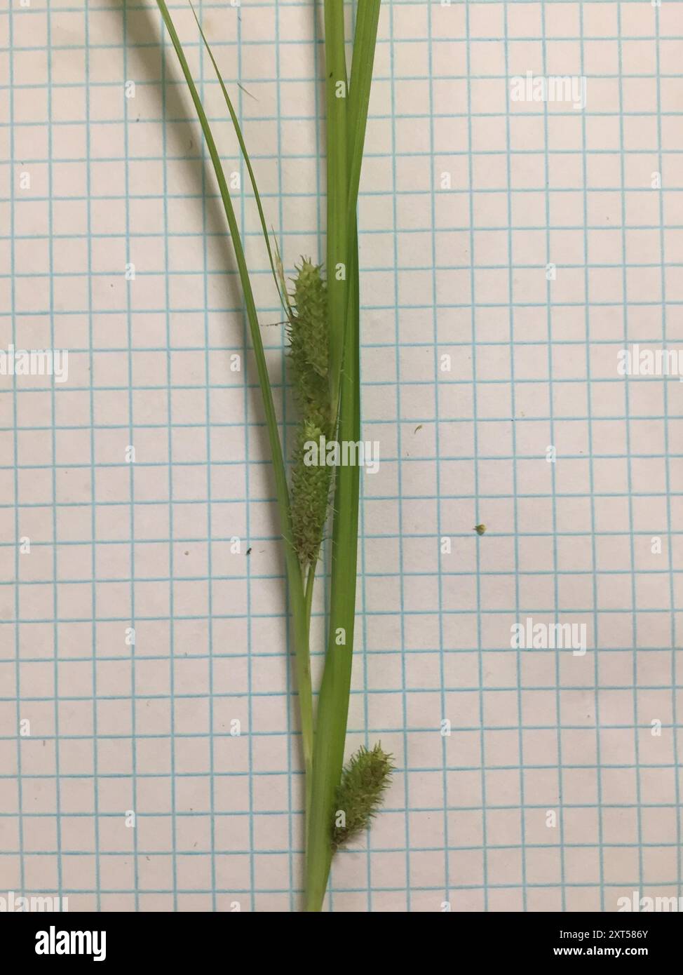 golden cattail sedge (Carex aureolensis) Plantae Stock Photo - Alamy