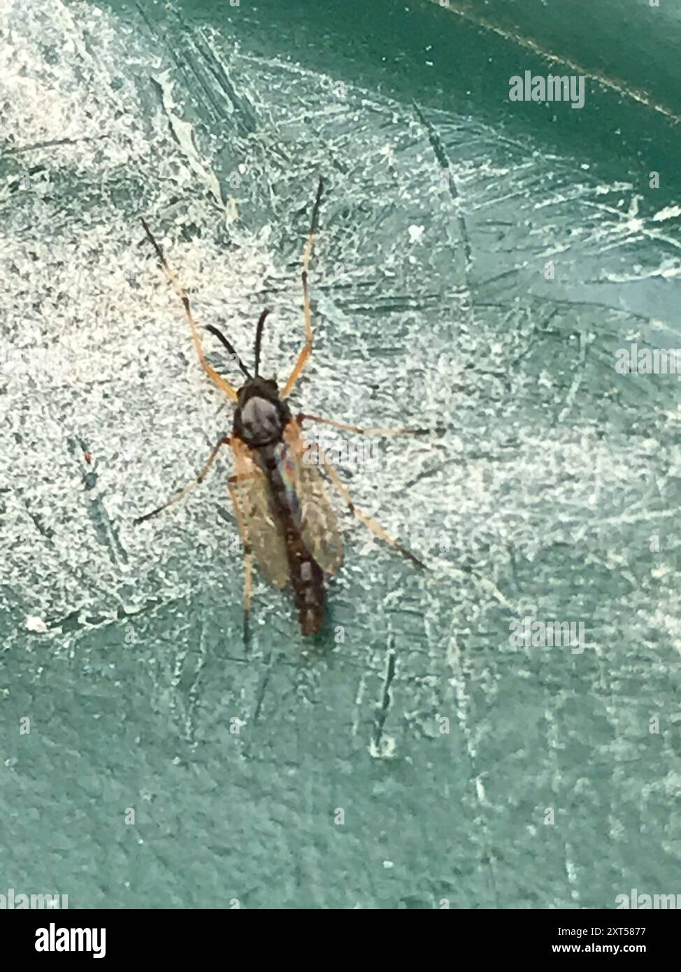 Non-biting Midges (Chironomidae) Insecta Stock Photo - Alamy