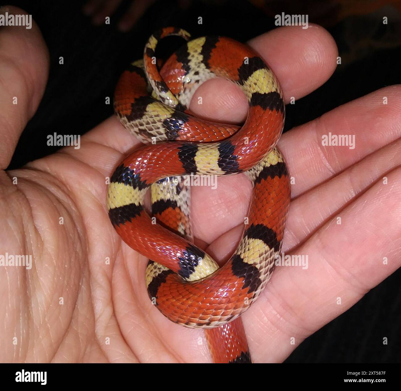 Florida Scarletsnake (Cemophora coccinea coccinea) Reptilia Stock Photo ...