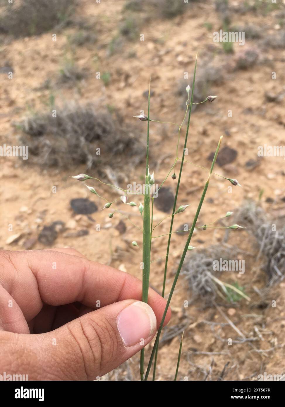 Sand Ricegrass (Eriocoma hymenoides) Plantae Stock Photo - Alamy