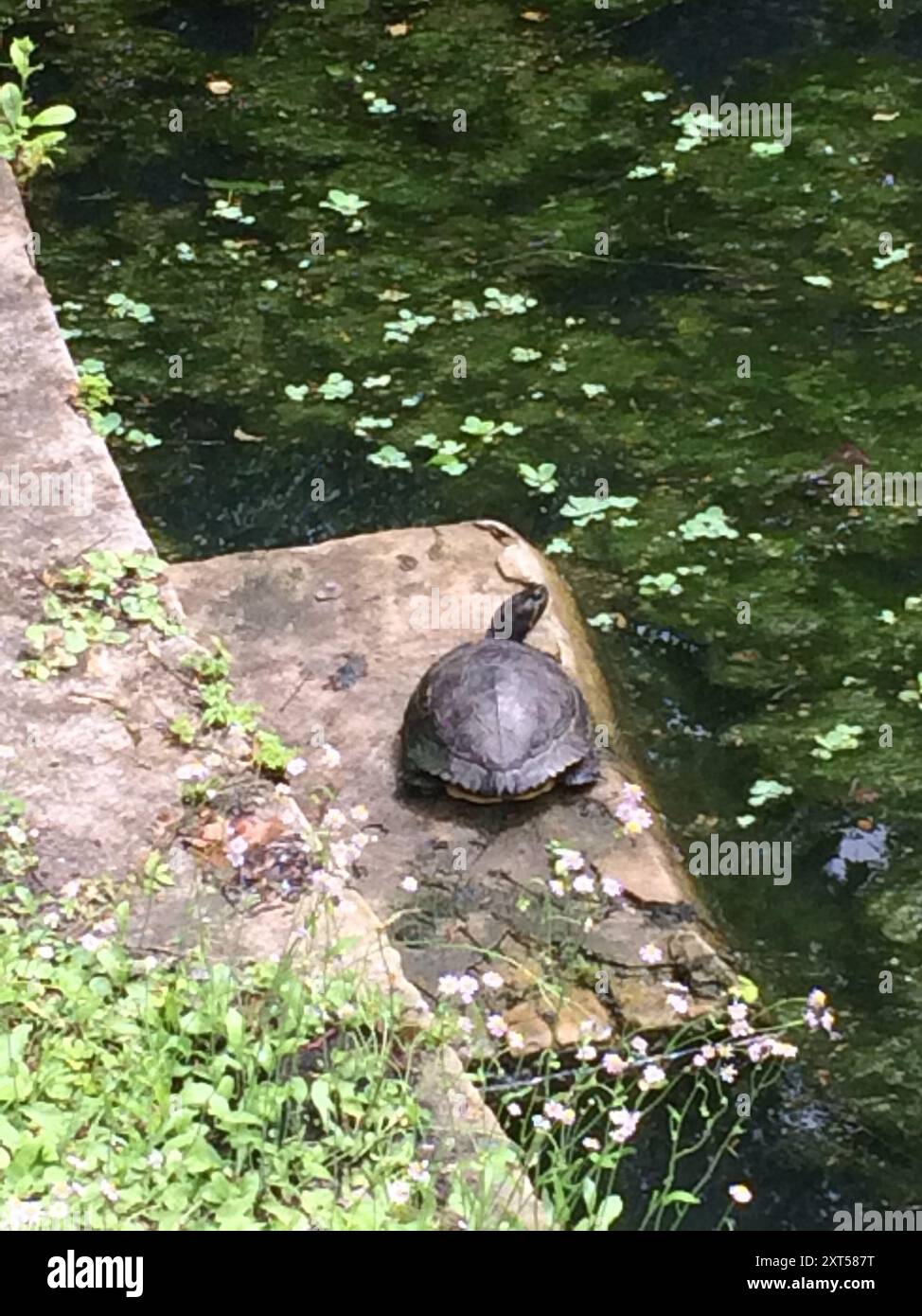 Pond Slider (Trachemys scripta) Reptilia Stock Photo - Alamy