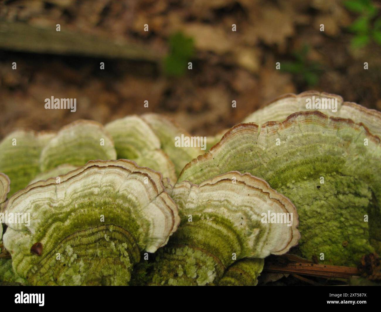 violet-toothed polypore (Trichaptum biforme) Fungi Stock Photo - Alamy