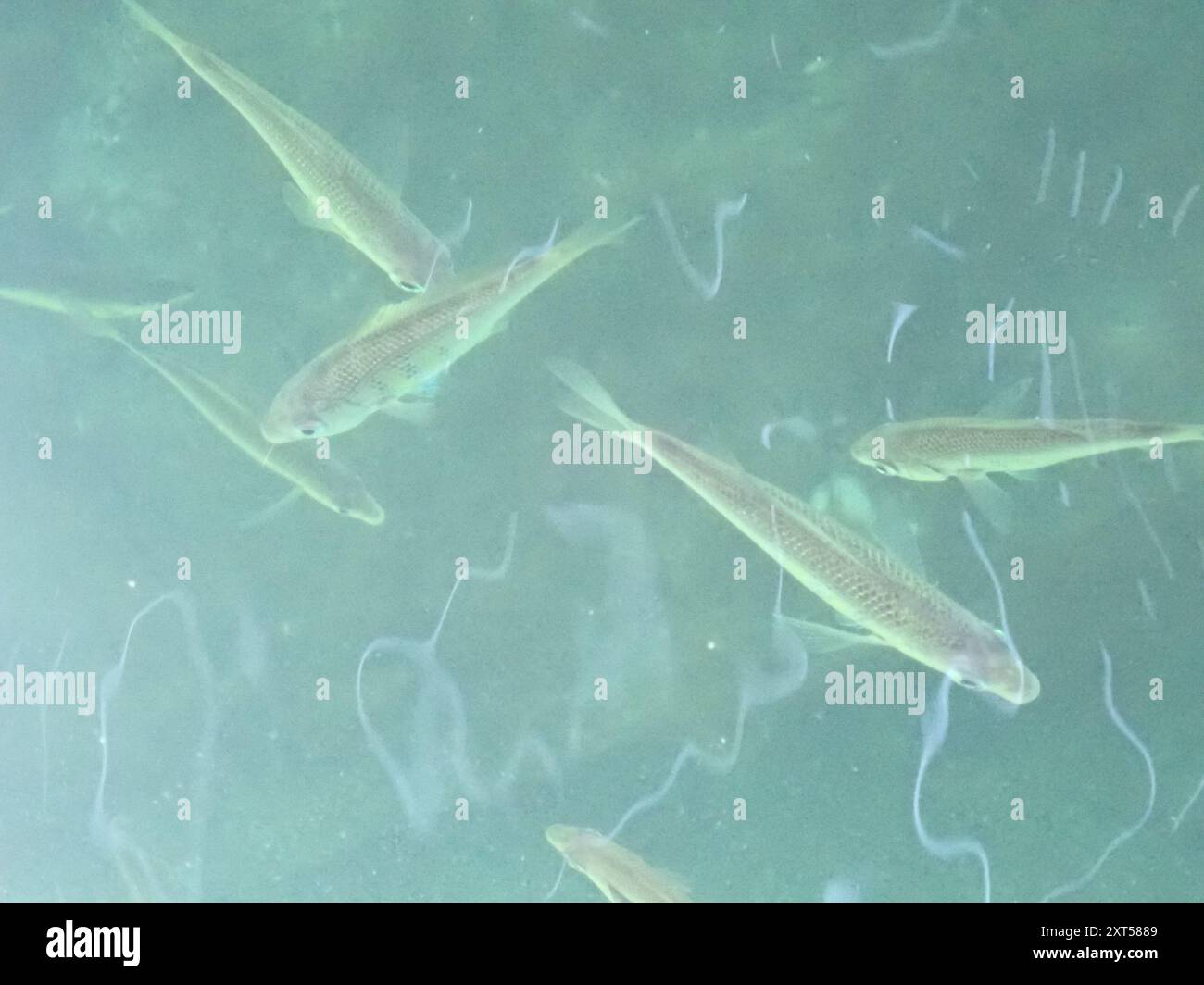 Shiner Surfperch (Cymatogaster aggregata) Actinopterygii Stock Photo ...
