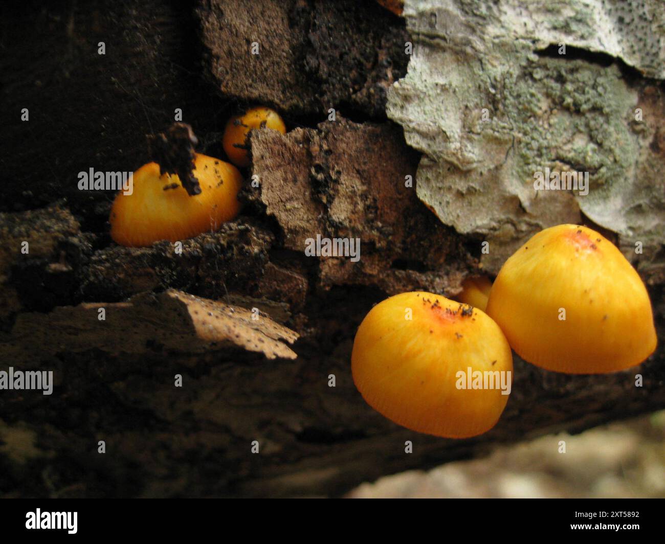 orange mycena (Mycena leaiana) Fungi Stock Photo - Alamy