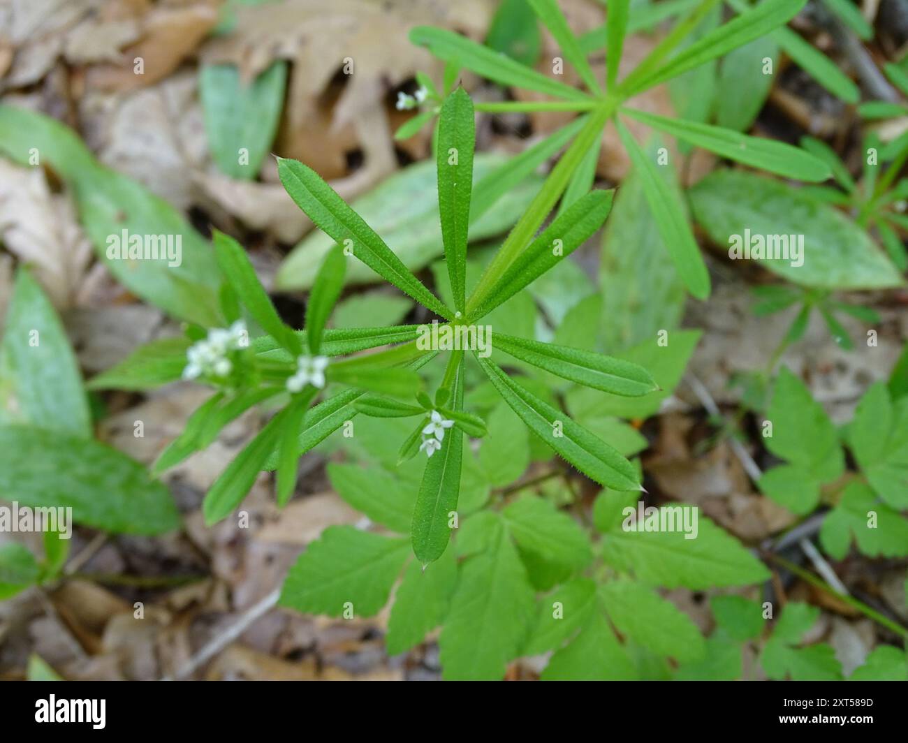 catchweed bedstraw (Galium aparine) Plantae Stock Photo - Alamy