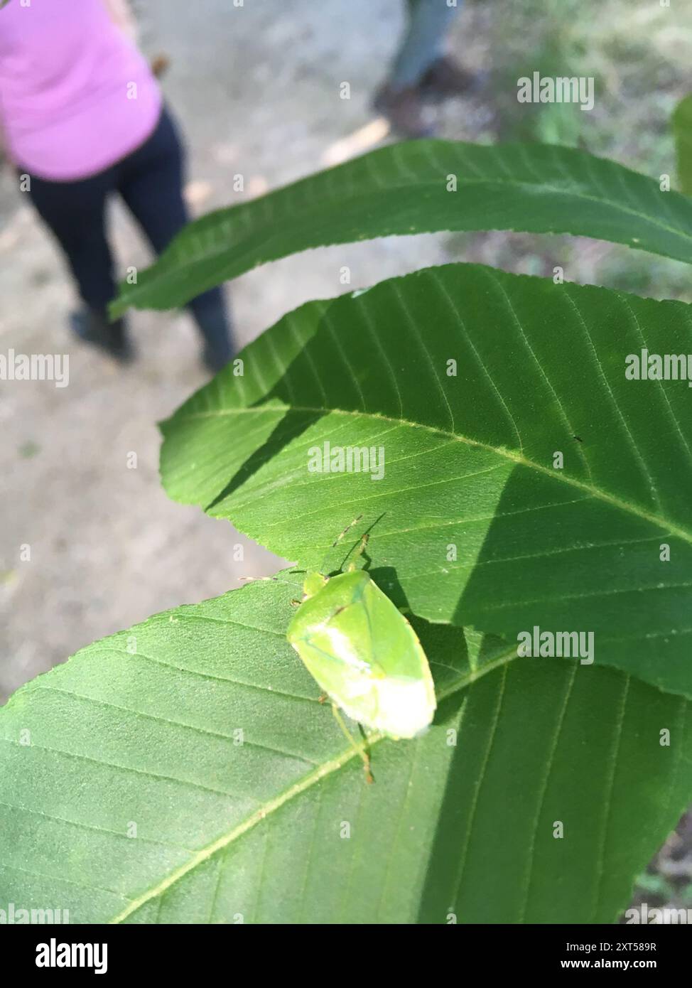 Green Stink Bug (Chinavia hilaris) Insecta Stock Photo - Alamy