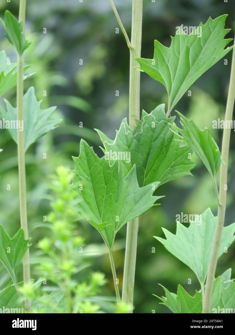 pale Indian plantain (Arnoglossum atriplicifolium) Plantae Stock Photo ...