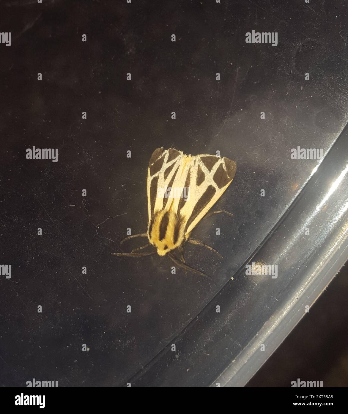 Harnessed Tiger Moth (Apantesis phalerata) Insecta Stock Photo - Alamy