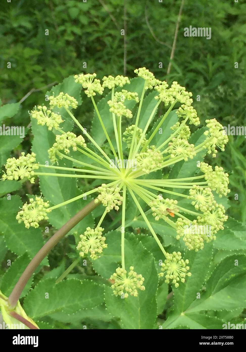 purple-stemmed angelica (Angelica atropurpurea) Plantae Stock Photo - Alamy