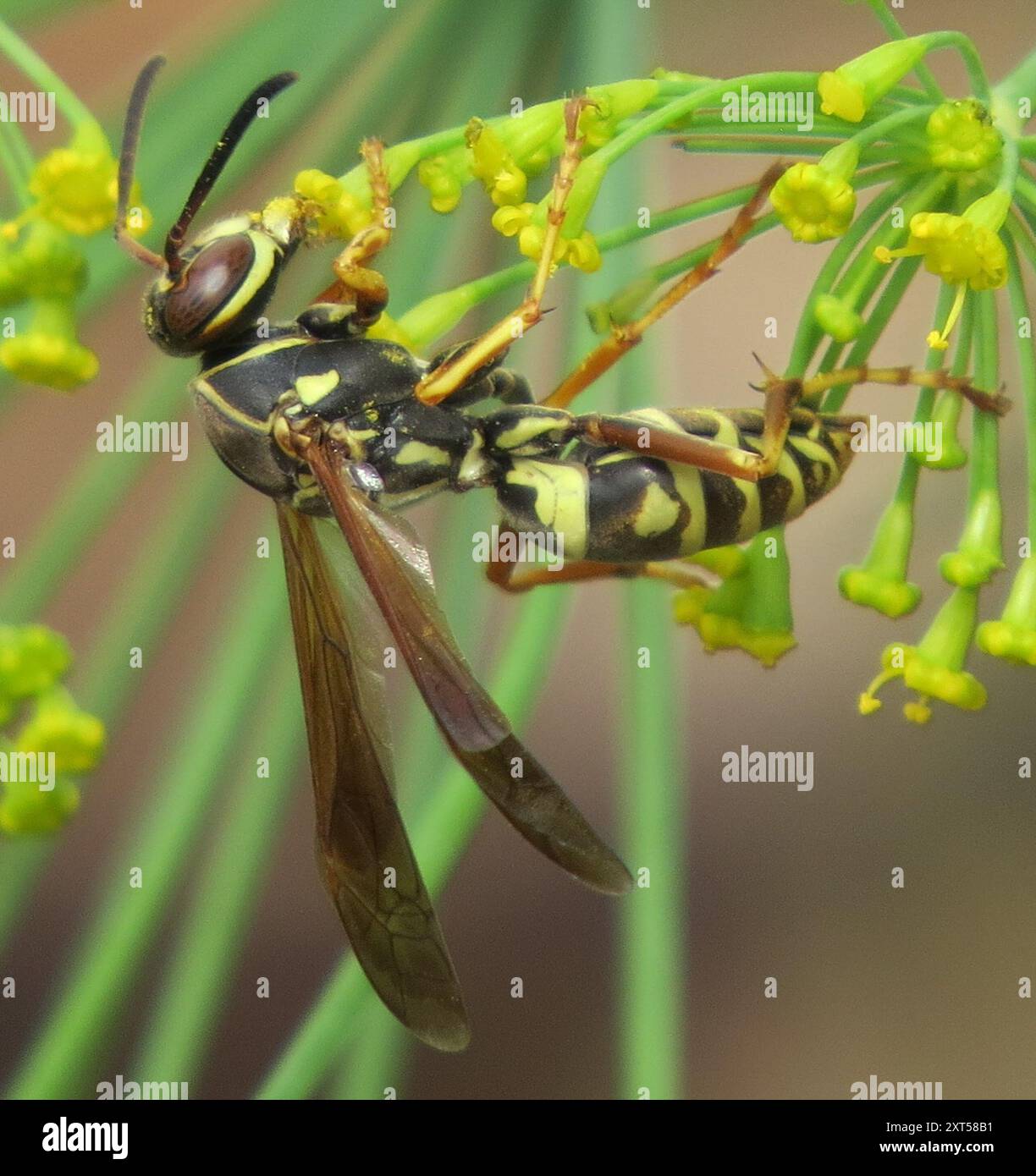 Northern Paper Wasp (Polistes fuscatus) Insecta Stock Photo - Alamy