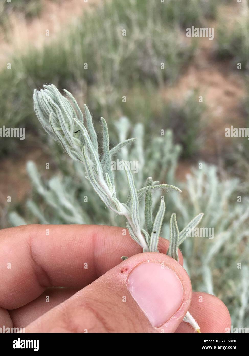 Winterfat (Krascheninnikovia lanata) Plantae Stock Photo - Alamy