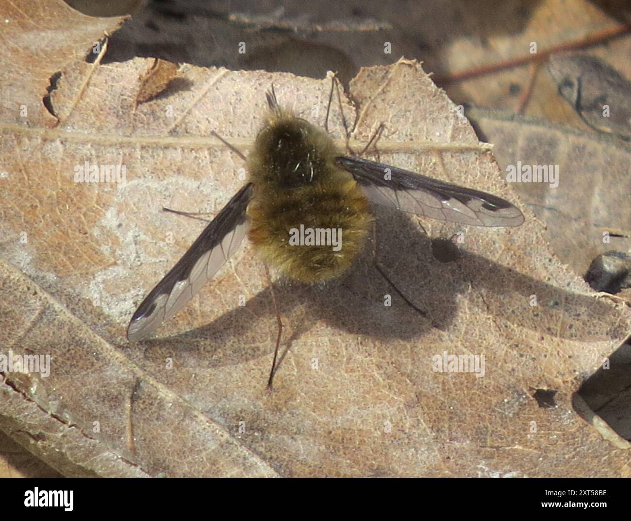 Greater Bee Fly (Bombylius major) Insecta Stock Photo - Alamy