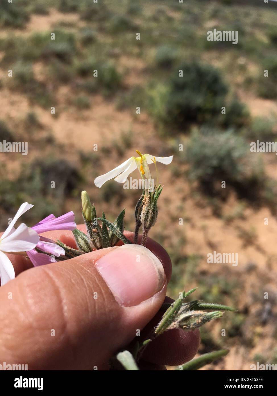 Longleaf Phlox (Phlox longifolia) Plantae Stock Photo - Alamy