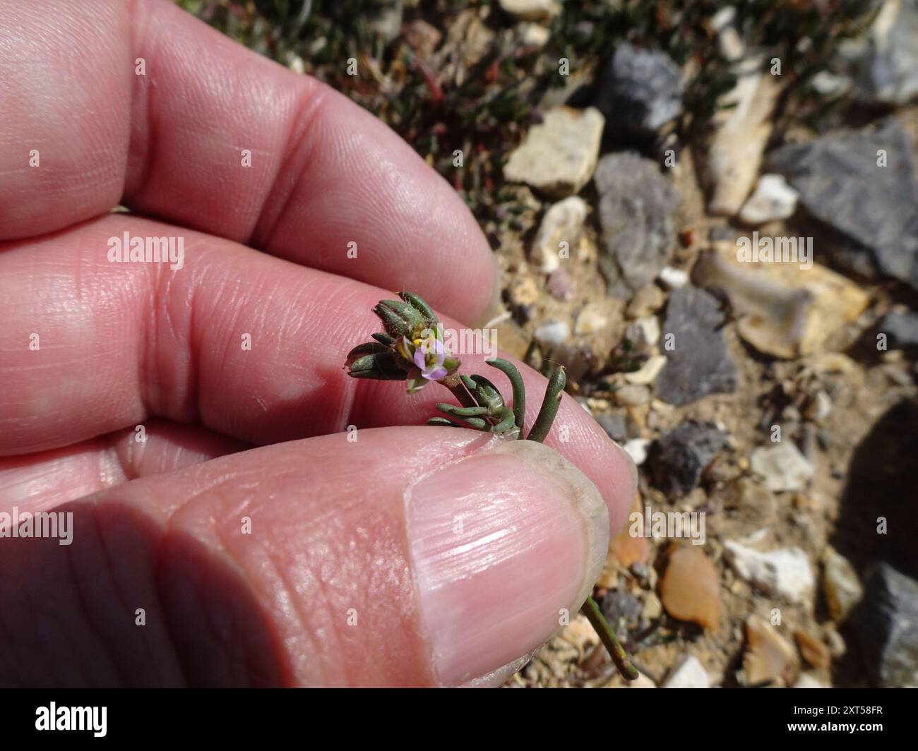 Saltmarsh Sand Spurry (Spergularia marina) Plantae Stock Photo - Alamy