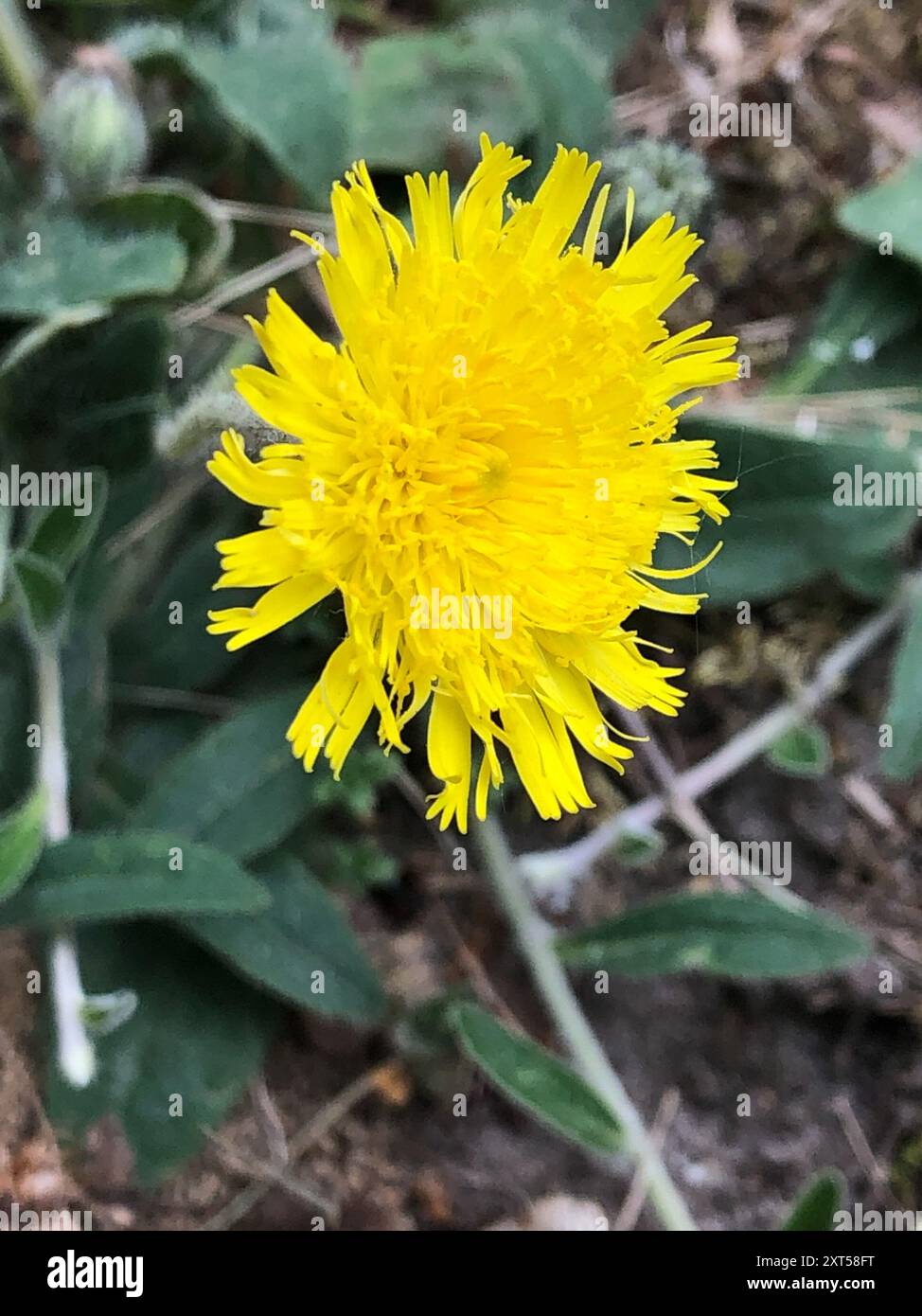 mouse-eared hawkweed (Pilosella officinarum) Plantae Stock Photo - Alamy