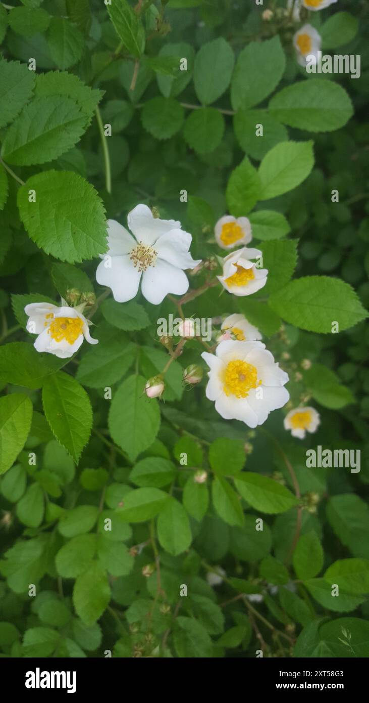 multiflora rose (Rosa multiflora) Plantae Stock Photo - Alamy