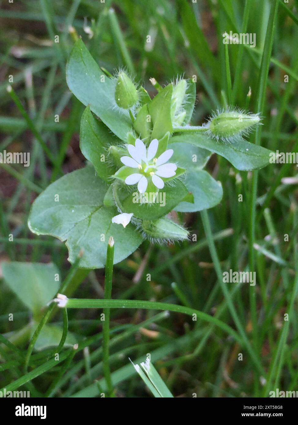 common chickweed (Stellaria media) Plantae Stock Photo - Alamy
