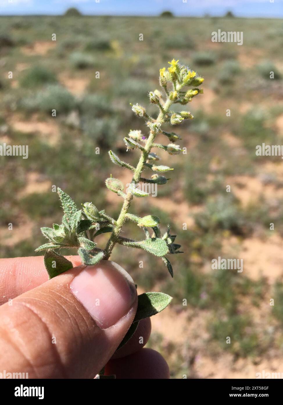 Field Alison (Alyssum simplex) Plantae Stock Photo - Alamy