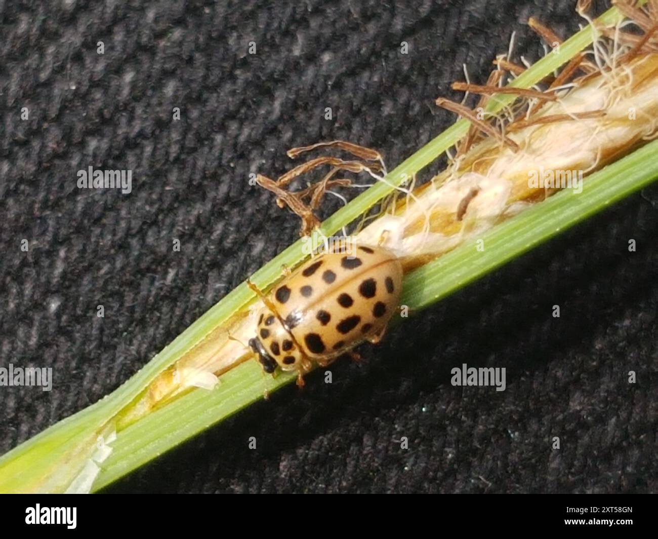 Water Ladybird (Anisosticta novemdecimpunctata) Insecta Stock Photo - Alamy