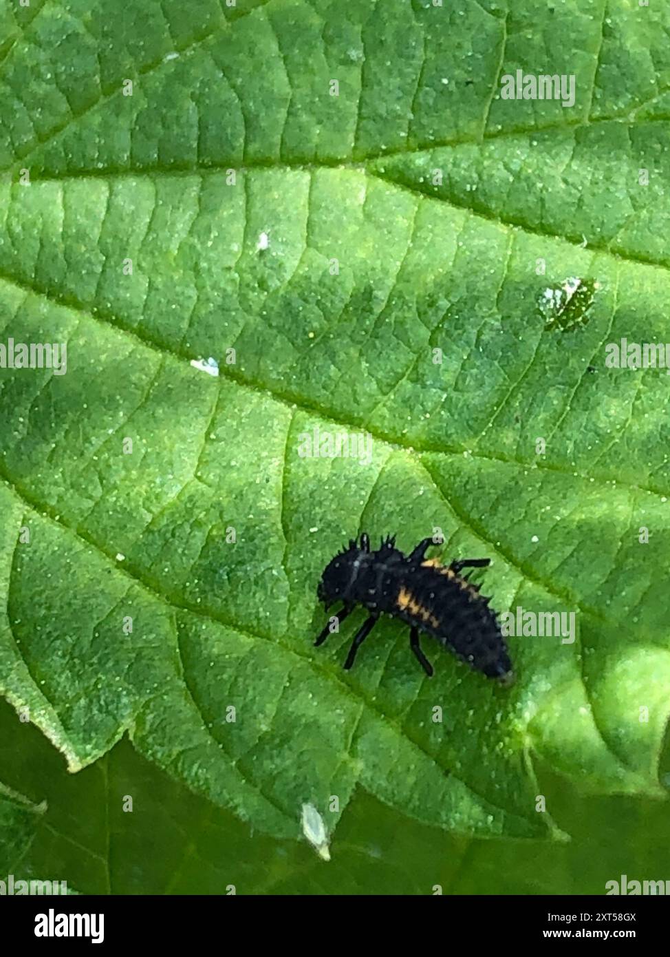 Greater Lady Beetles (Harmonia) Insecta Stock Photo - Alamy