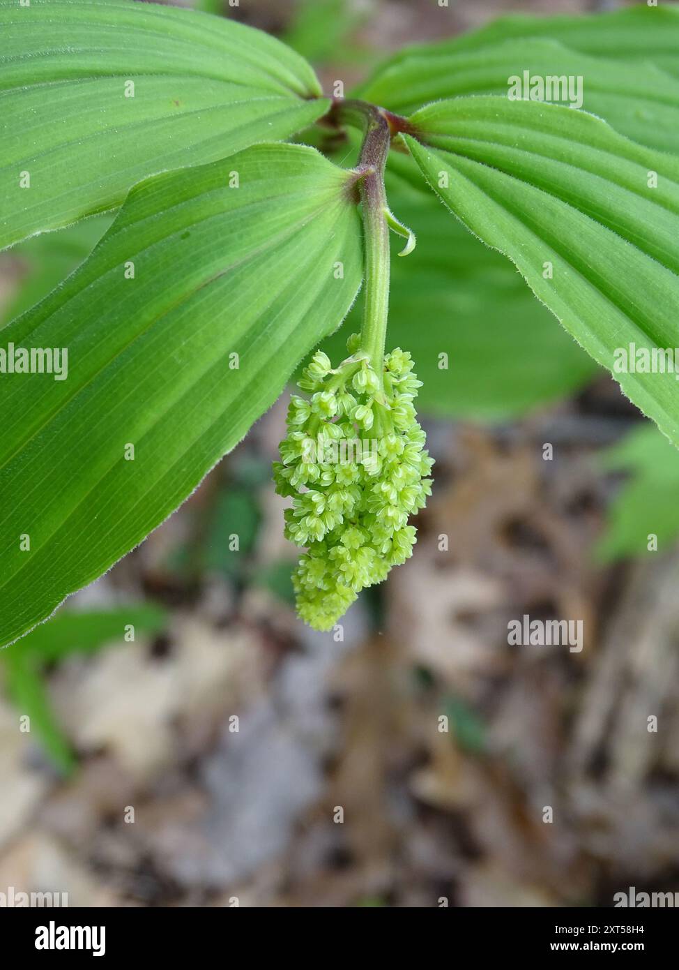 monocots (Liliopsida) Plantae Stock Photo - Alamy