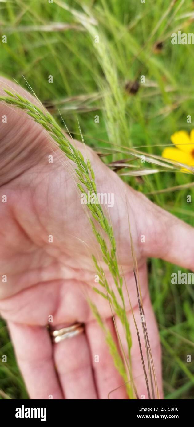 Ozark grass (Limnodea arkansana) Plantae Stock Photo - Alamy