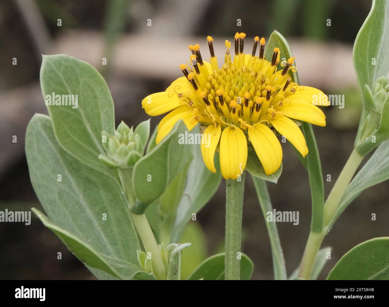 sea ox-eye (Borrichia frutescens) Plantae Stock Photo - Alamy