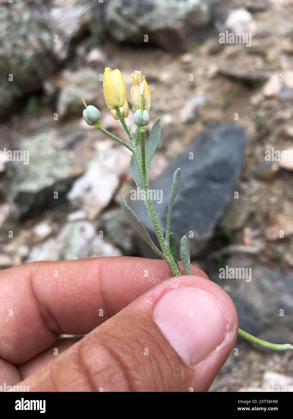 Double Bladderpod (Physaria acutifolia) Plantae Stock Photo - Alamy