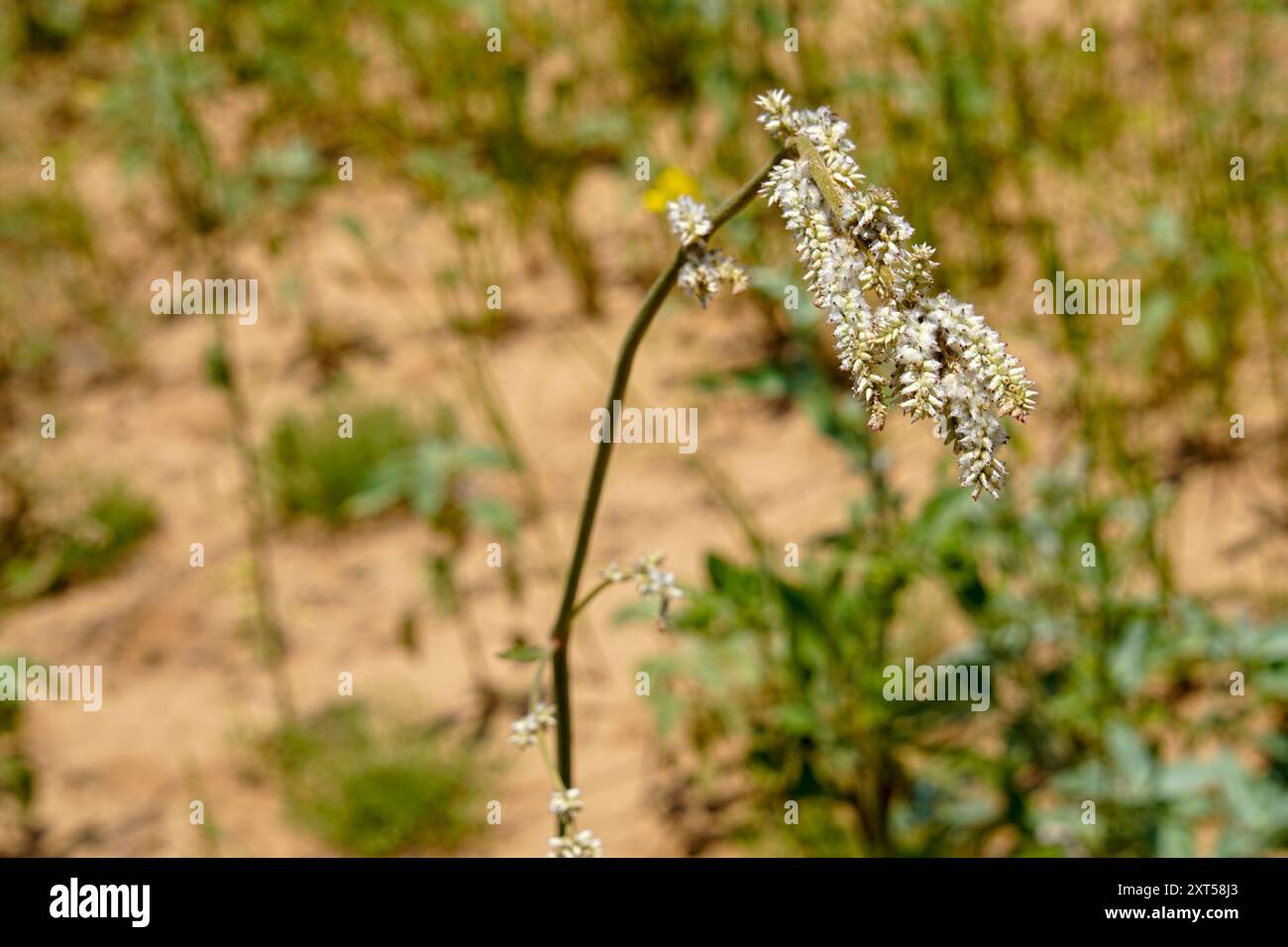 snakecotton (Froelichia) Plantae Stock Photo - Alamy