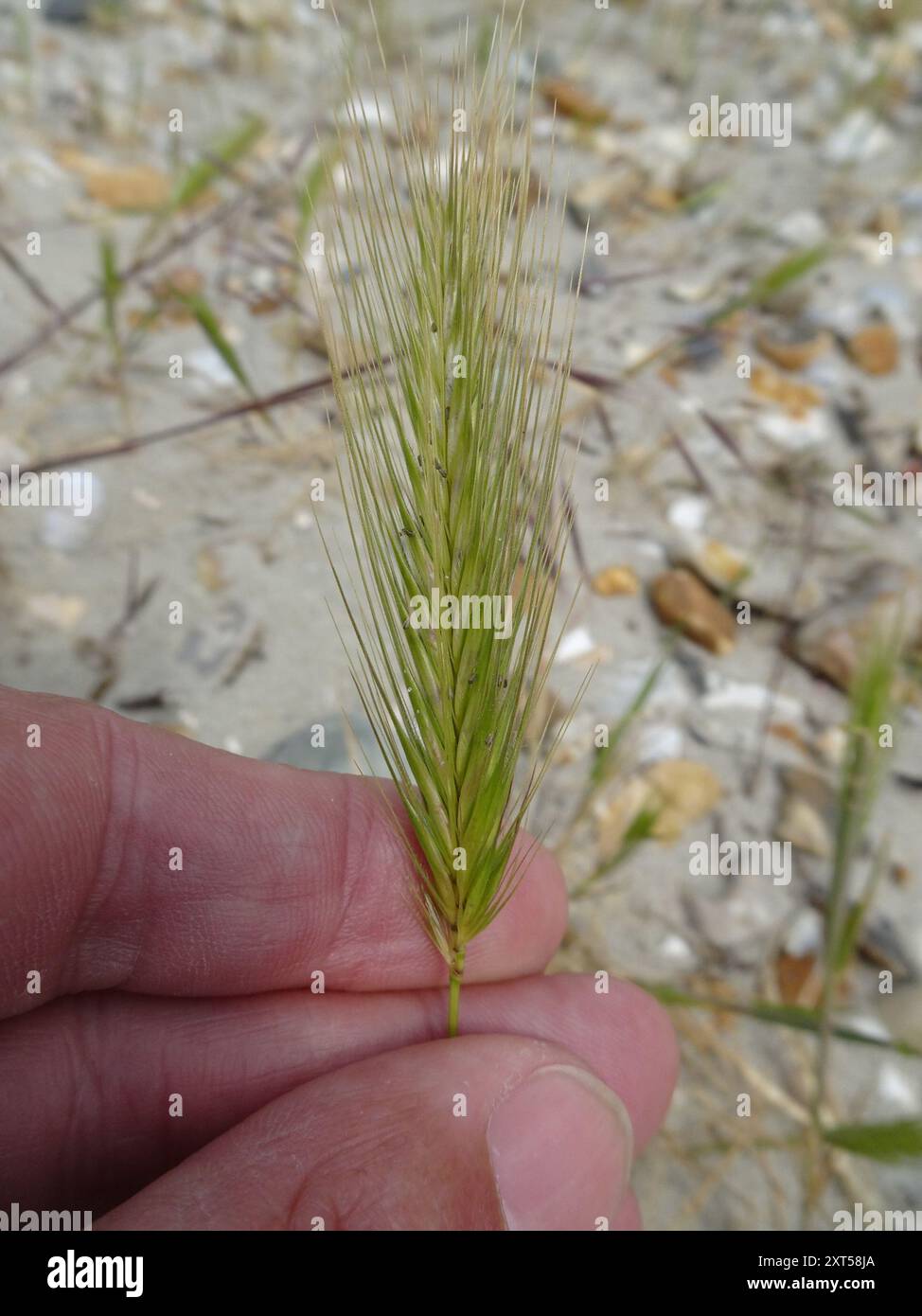wall barley (Hordeum murinum) Plantae Stock Photo - Alamy