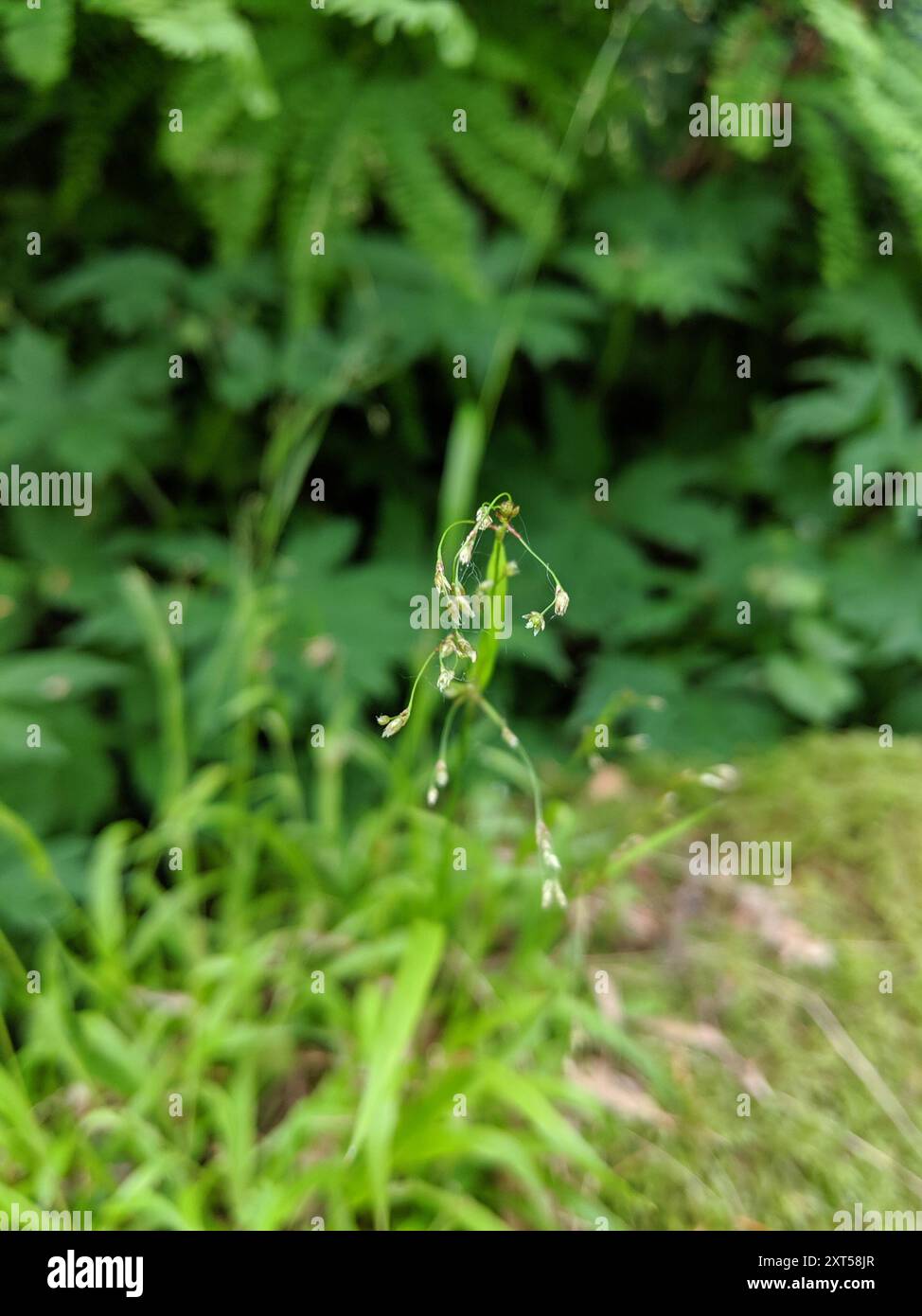 Small-flower Woodrush (Luzula parviflora) Plantae Stock Photo - Alamy