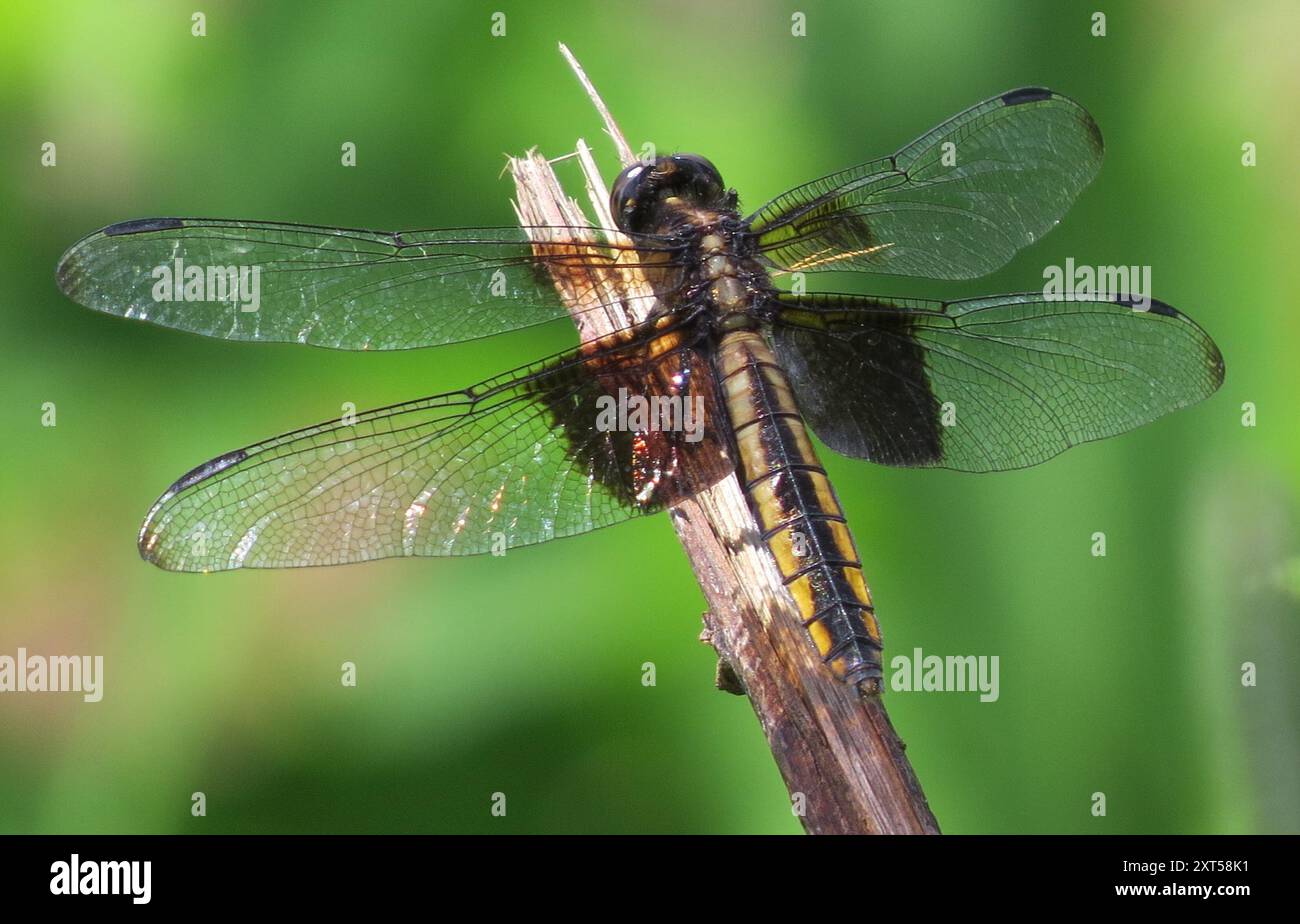 Widow Skimmer (Libellula luctuosa) Insecta Stock Photo - Alamy