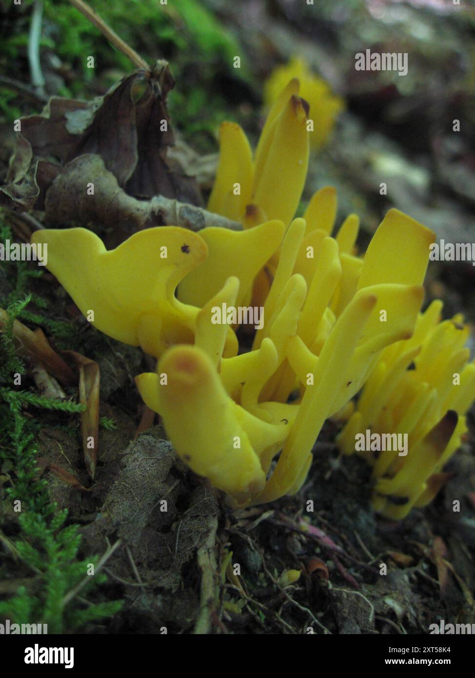 Golden Spindles (Clavulinopsis fusiformis) Fungi Stock Photo - Alamy