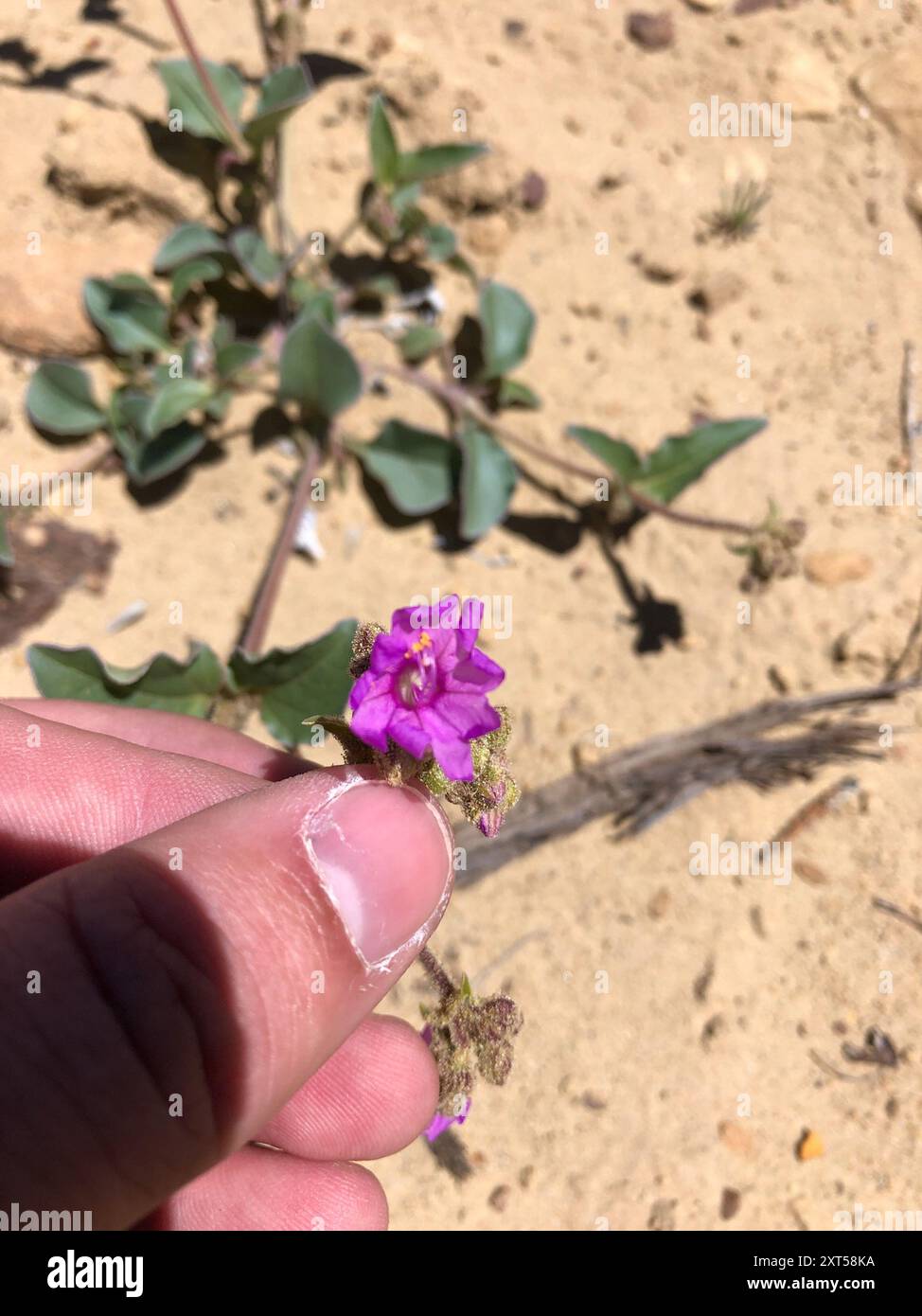 Hairy-tuft Four o'Clock (Mirabilis comata) Plantae Stock Photo - Alamy