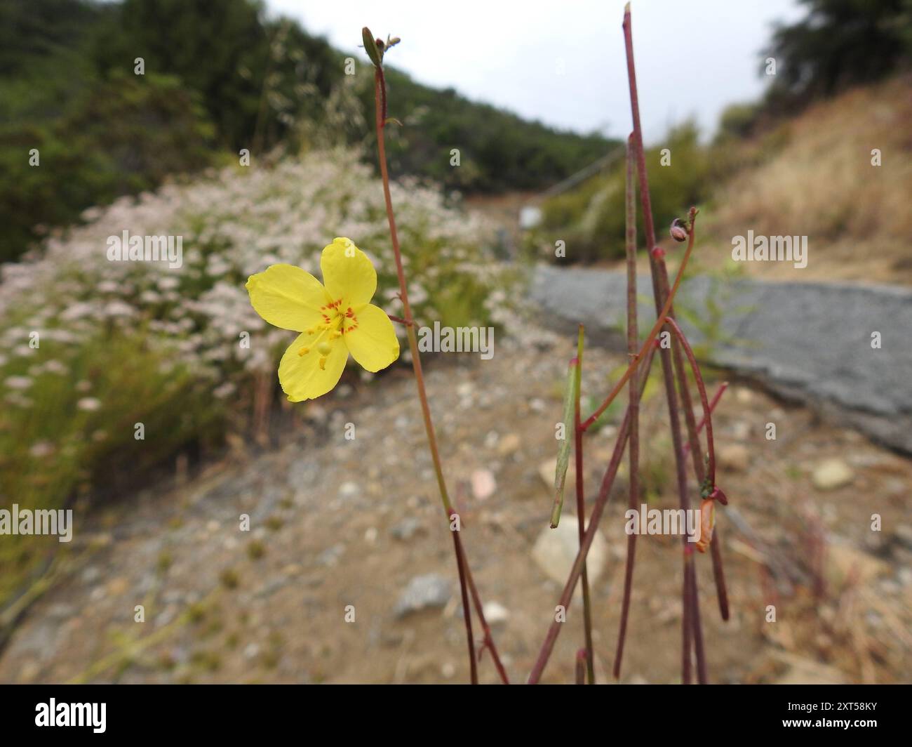 California primrose (Eulobus californicus) Plantae Stock Photo - Alamy