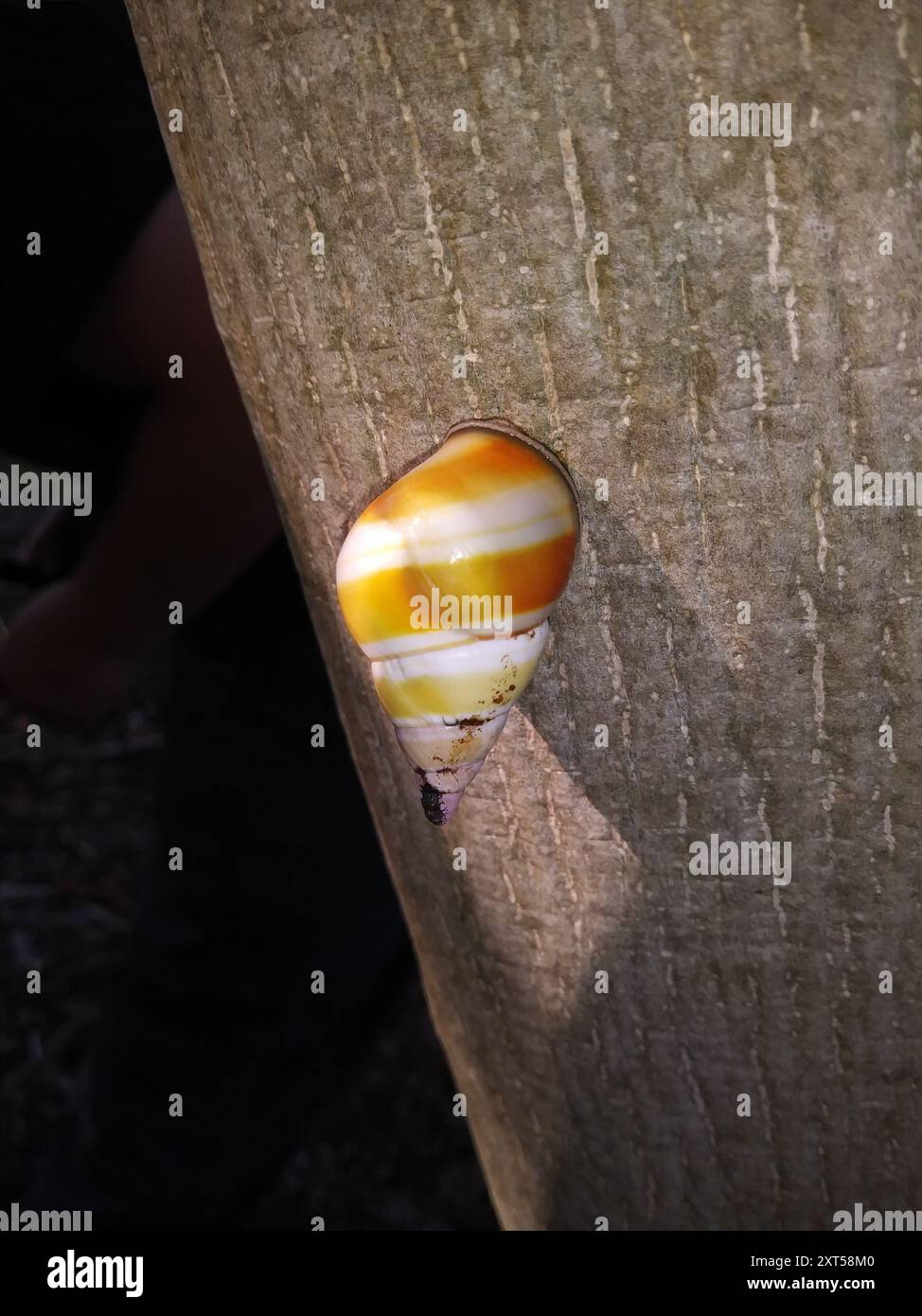 Florida Tree Snail (Liguus fasciatus) Mollusca Stock Photo - Alamy