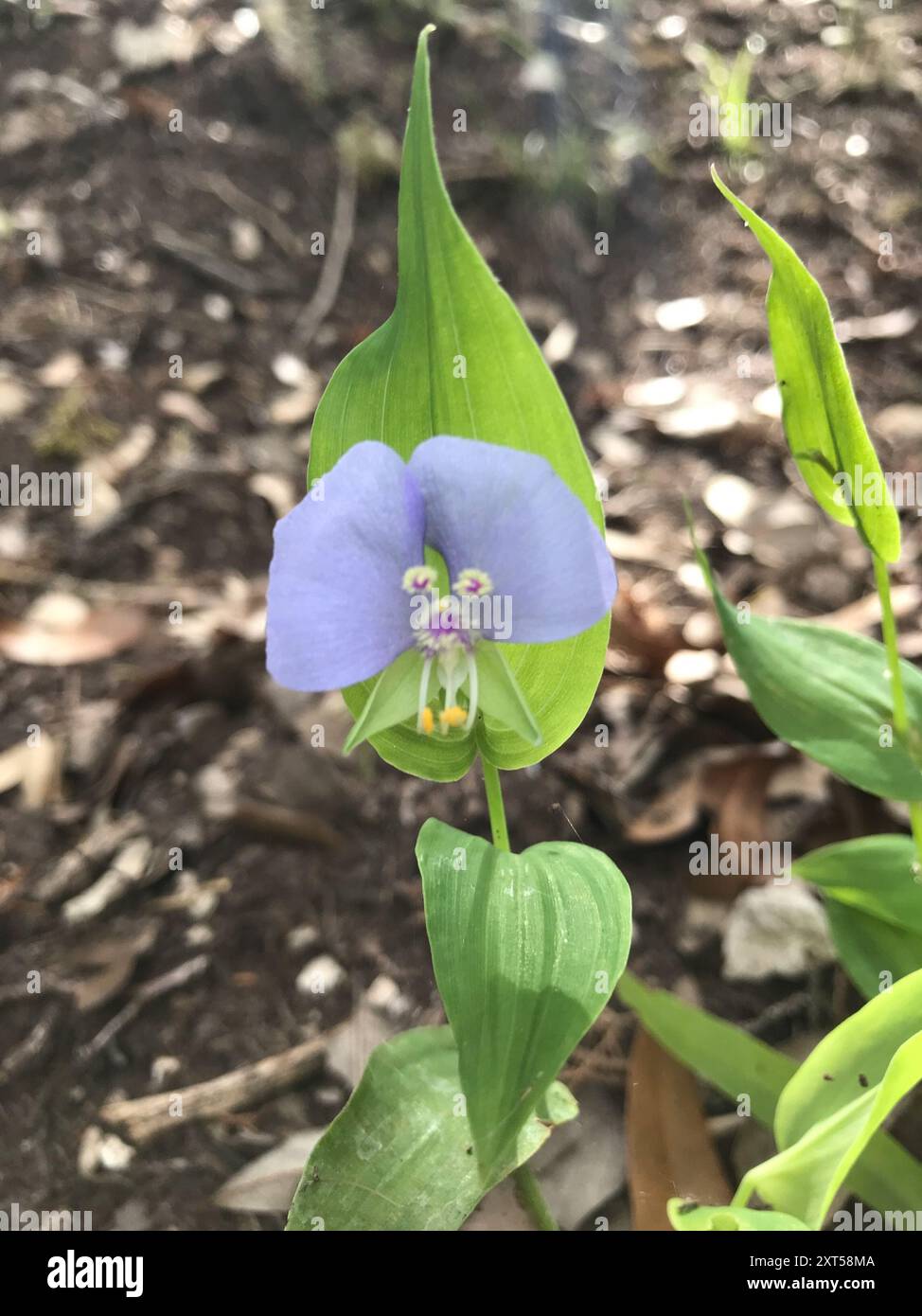 False dayflower (Tinantia anomala) Plantae Stock Photo - Alamy
