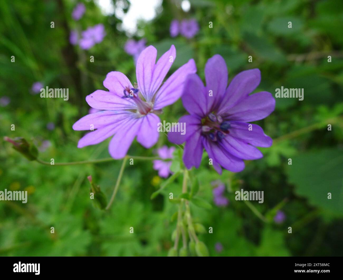 Hedgerow Crane's-bill (Geranium pyrenaicum) Plantae Stock Photo - Alamy