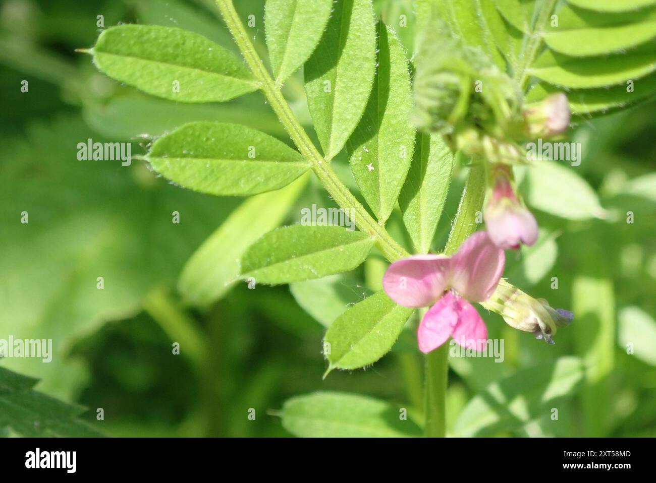 Common Vetch (Vicia sativa) Plantae Stock Photo - Alamy