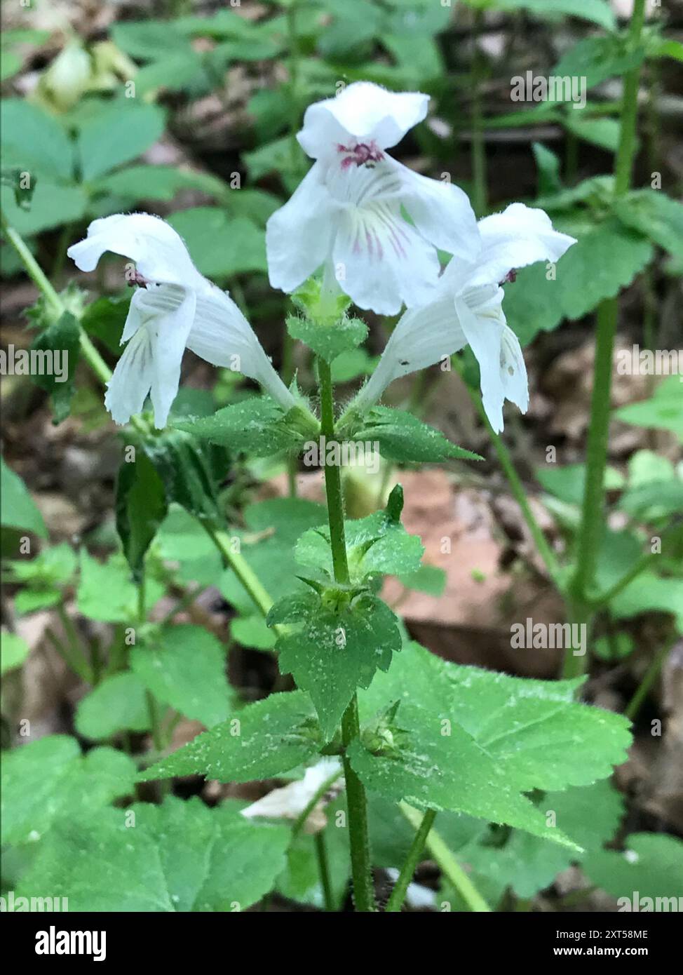 Guyandotte beauty (Synandra hispidula) Plantae Stock Photo - Alamy