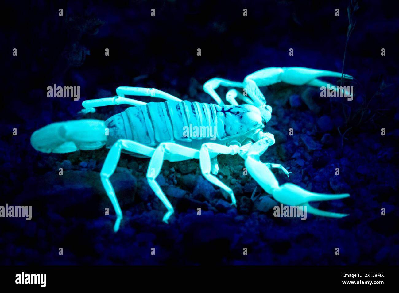 Desert Hairy Scorpion (Hadrurus arizonensis) Arachnida Stock Photo - Alamy