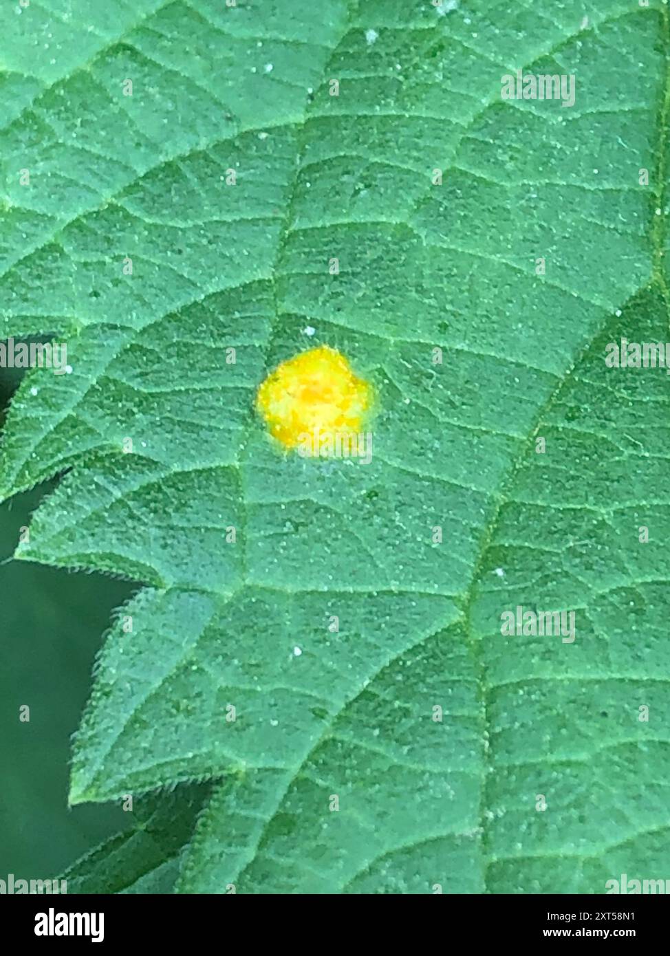 Nettle Clustercup Rust fungus (Puccinia urticata) Fungi Stock Photo - Alamy