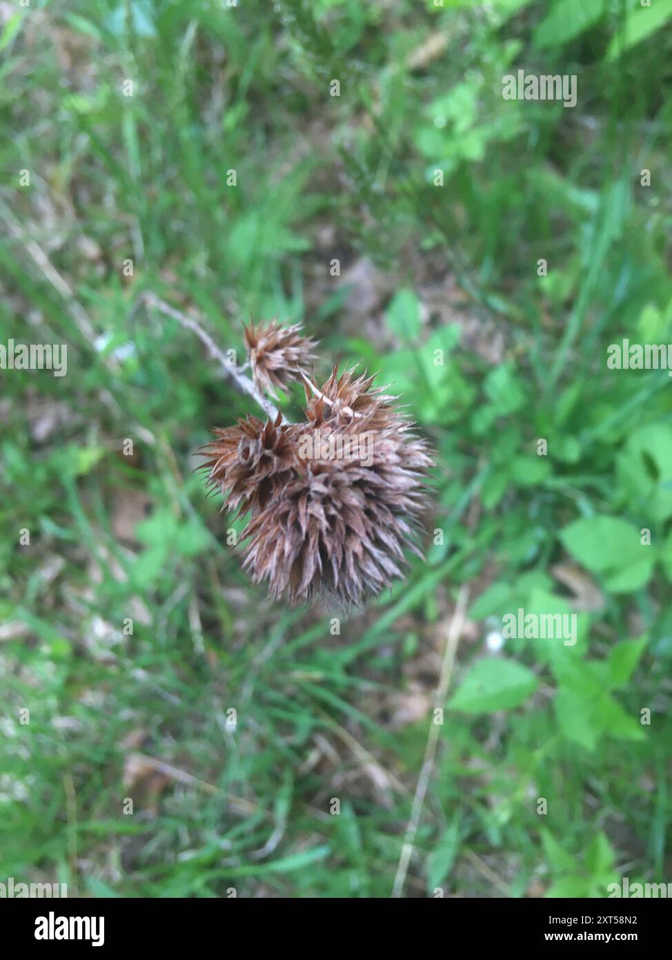 round-headed bush clover (Lespedeza capitata) Plantae Stock Photo - Alamy