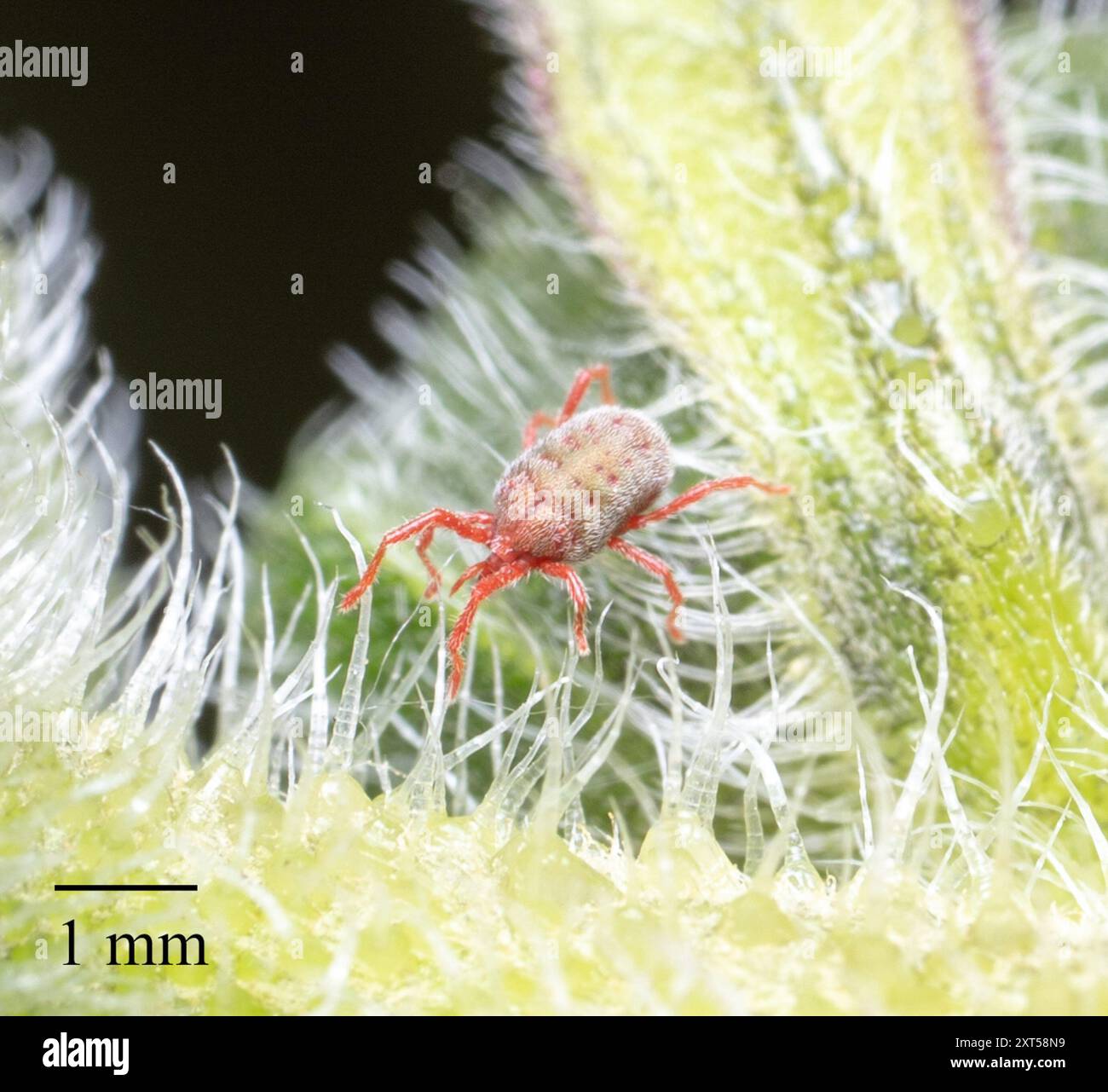 Mites and Ticks (Acari) Arachnida Stock Photo - Alamy