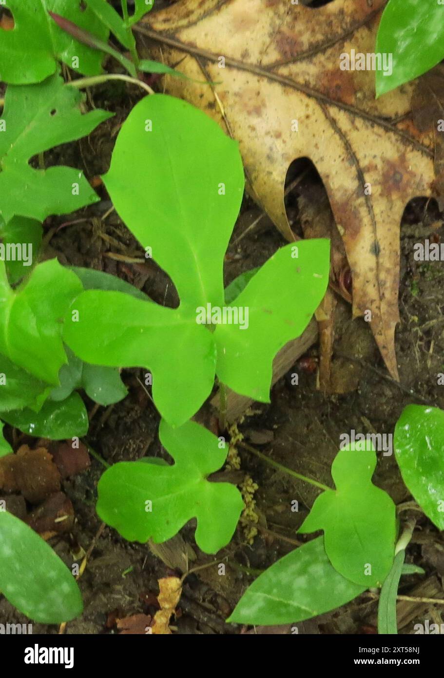 rattlesnake roots (Nabalus) Plantae Stock Photo - Alamy