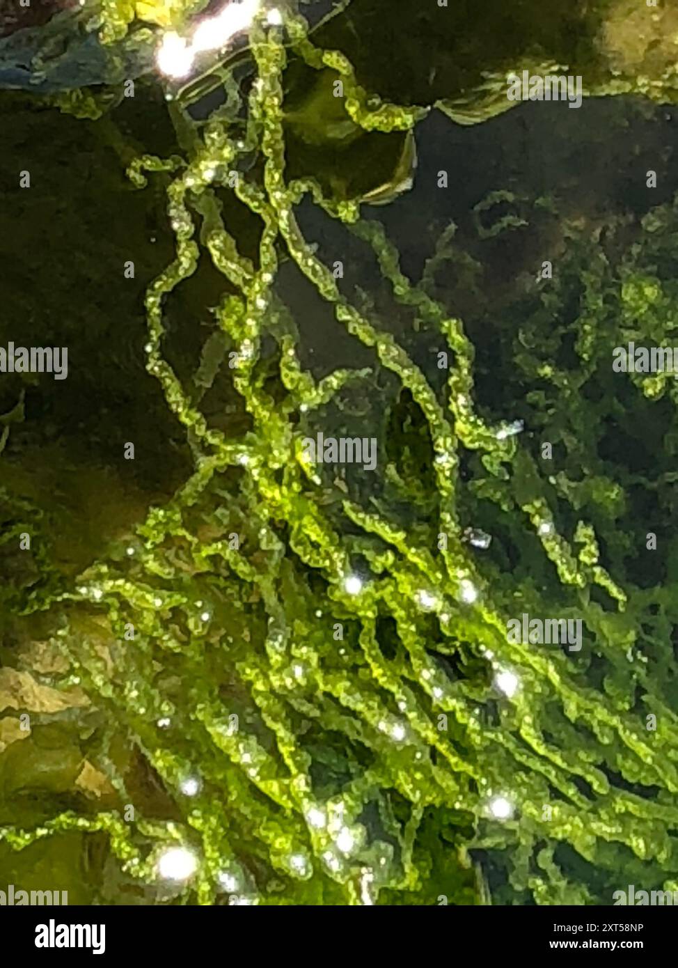 Gutweed (Ulva intestinalis) Plantae Stock Photo - Alamy