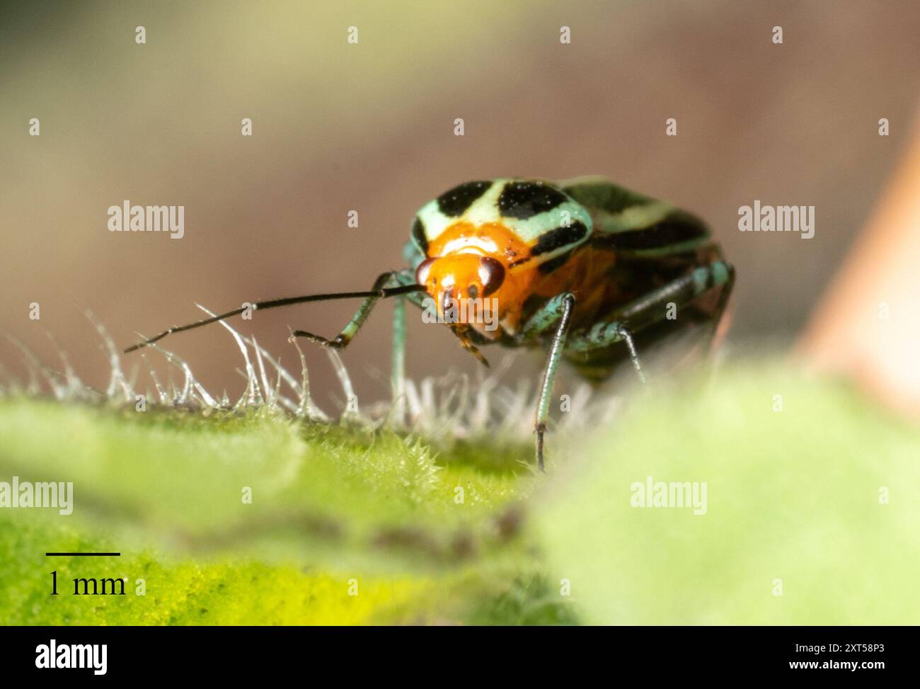 Four-lined Plant Bug (Poecilocapsus lineatus) Insecta Stock Photo - Alamy