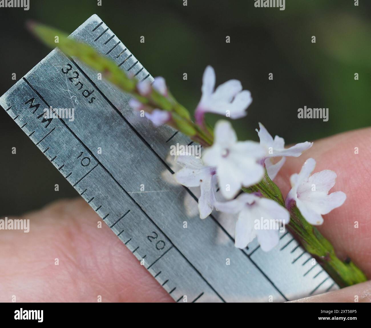 Common vervain (Verbena officinalis) Plantae Stock Photo - Alamy