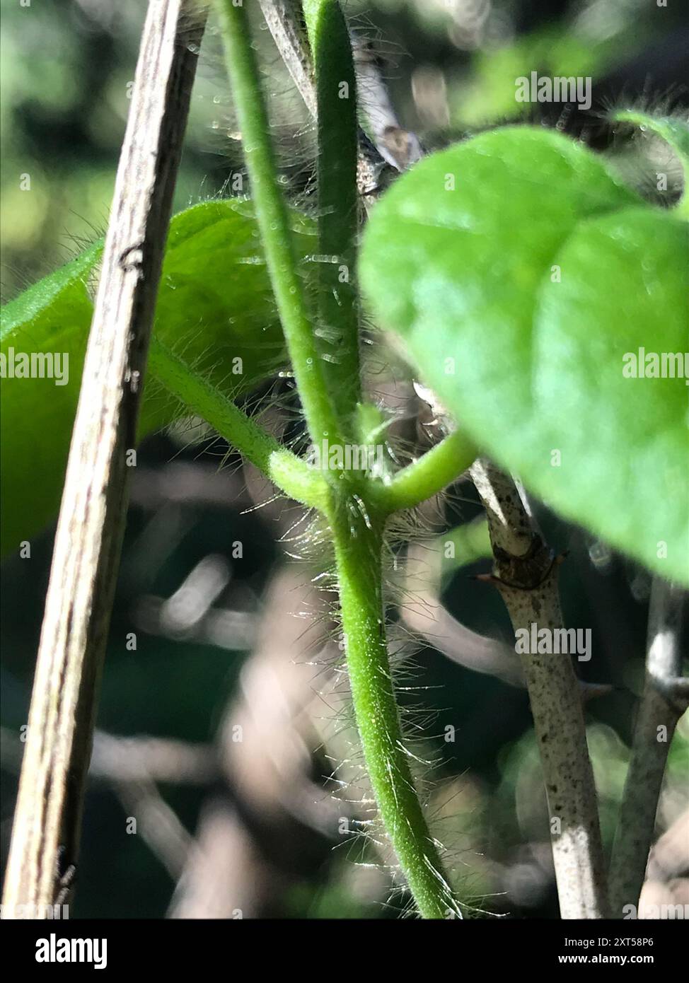 Pearl Milkweed (Matelea reticulata) Plantae Stock Photo - Alamy